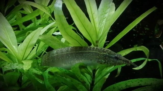 Охота на мальков