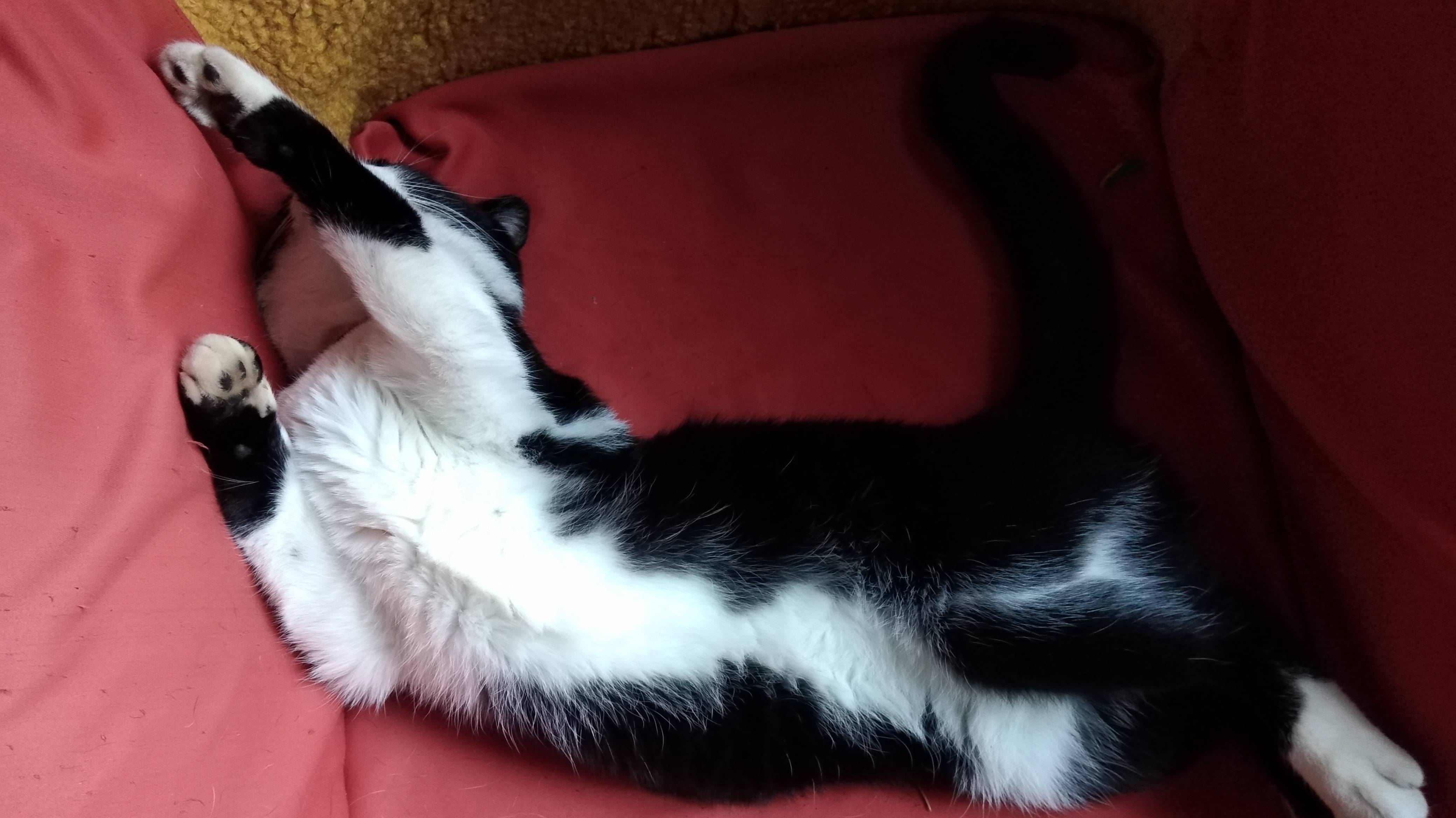 Васька отдыхает.