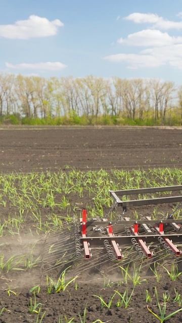 ЧЕСНОК ОДНОЗУБКА! КАК ЕГО ВЫРАСТИТЬ?  #агротехнологии #farming #сельскоехозяйство #купитьтехнику