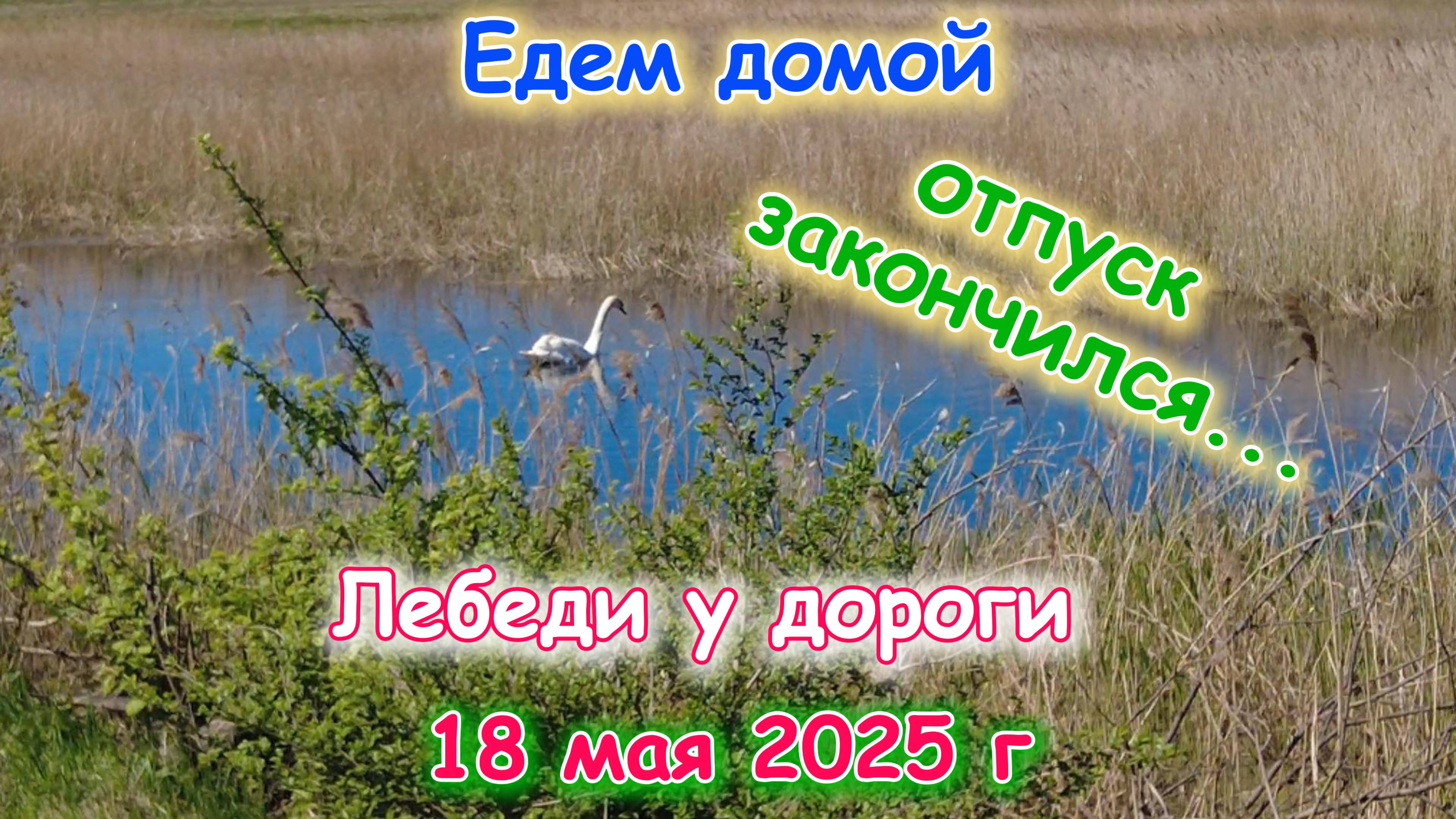 Отпуск всё - встретили лебедей по пути домой 18 мая 2025 г