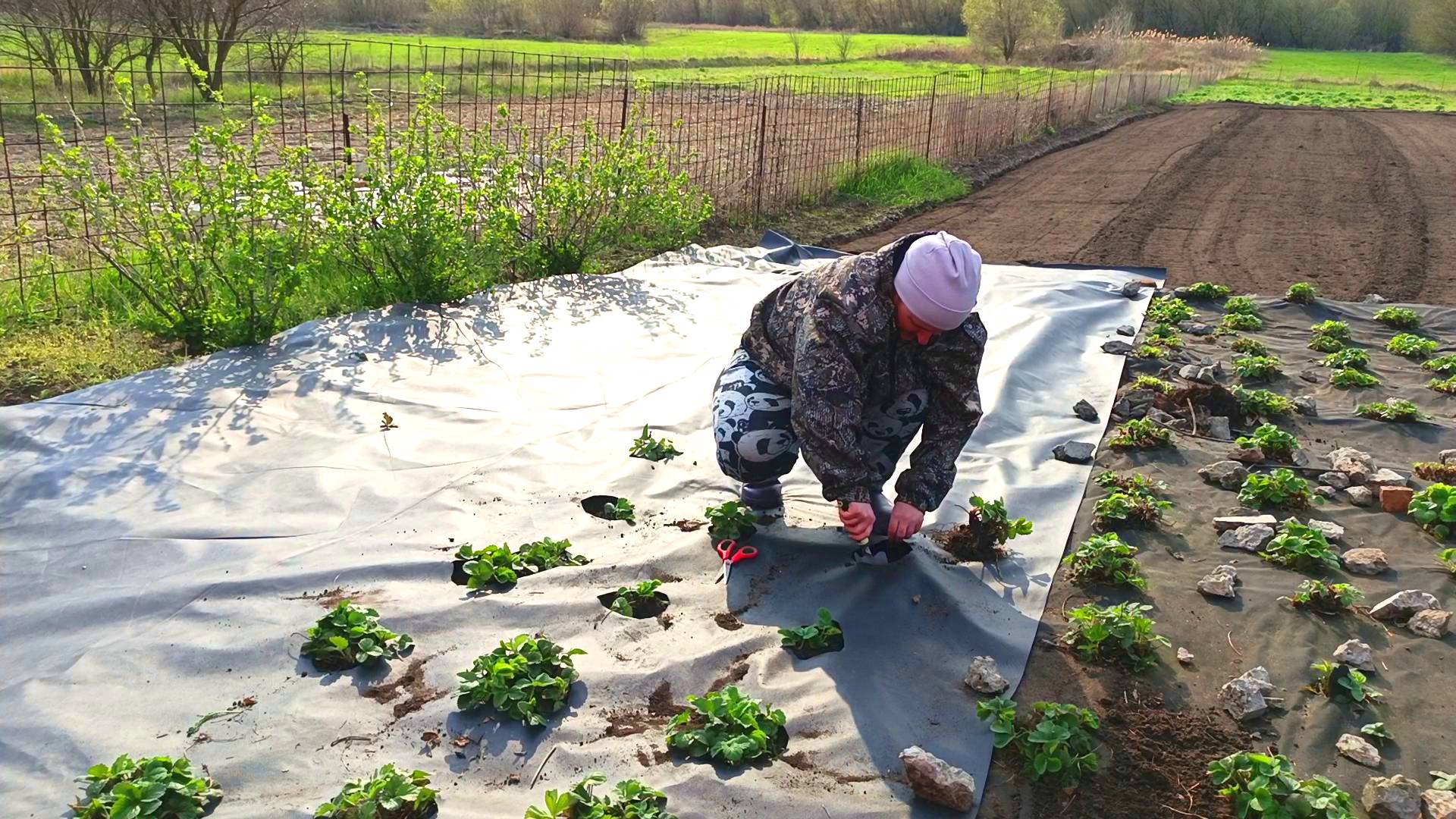 ЖИЗНЬ В ГЛУШИ. СТЕЛЕМ АГРОВОЛОКНО НА КЛУБНИКУ. ВЫКОПАЛИ СТАРЫЕ КОРНИ. ОБРЕЗКА ВИШЕН. ЗАГОРОД.
