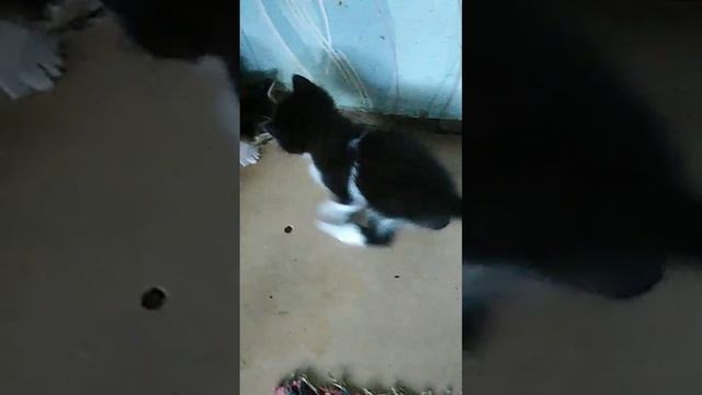 Малыши котята.