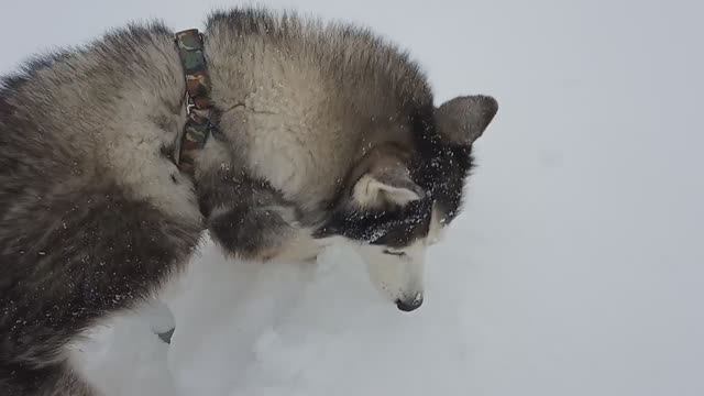 Поиск мышей зимой, продолжение. Сибирский хаски. | 🍀 Строю САМ