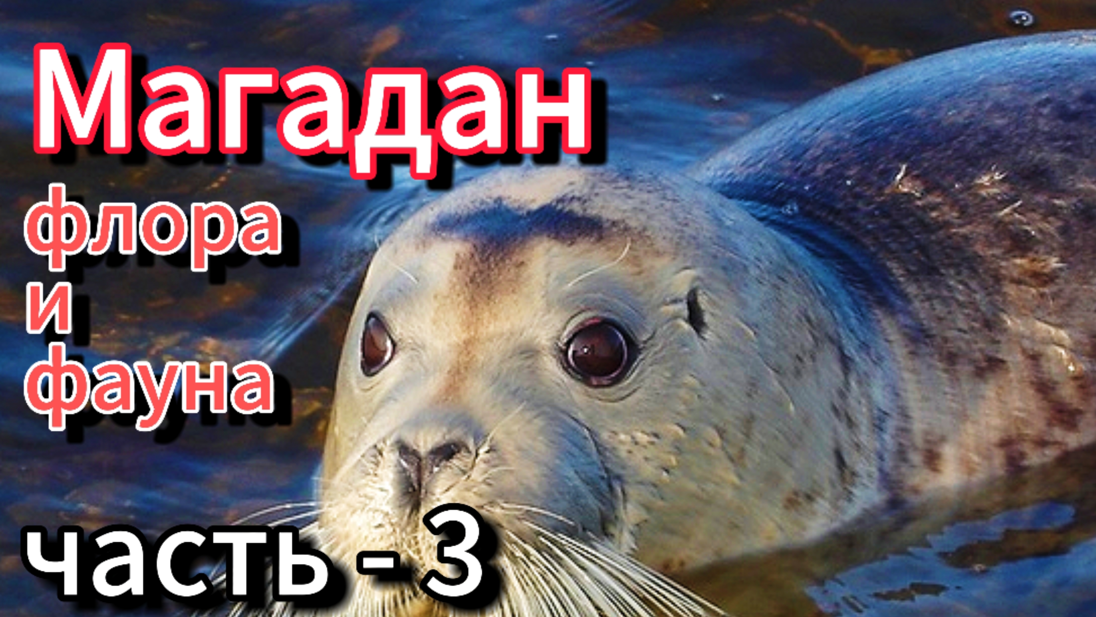 Магадан (флора и фауна, заповедные места)  часть 3