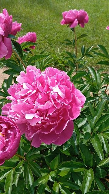 Цветы в усадьбе Кусково.