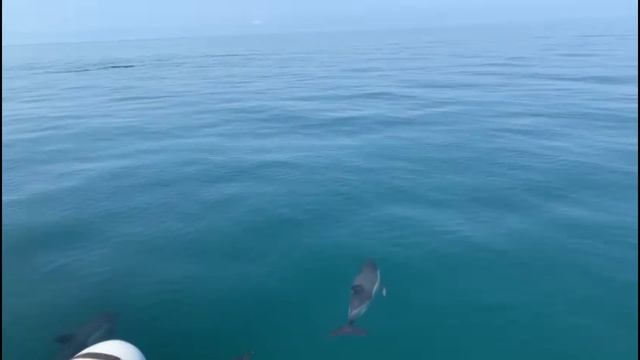 Прогулка в море с дельфинами