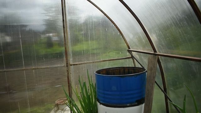 Что я сажаю в теплице.