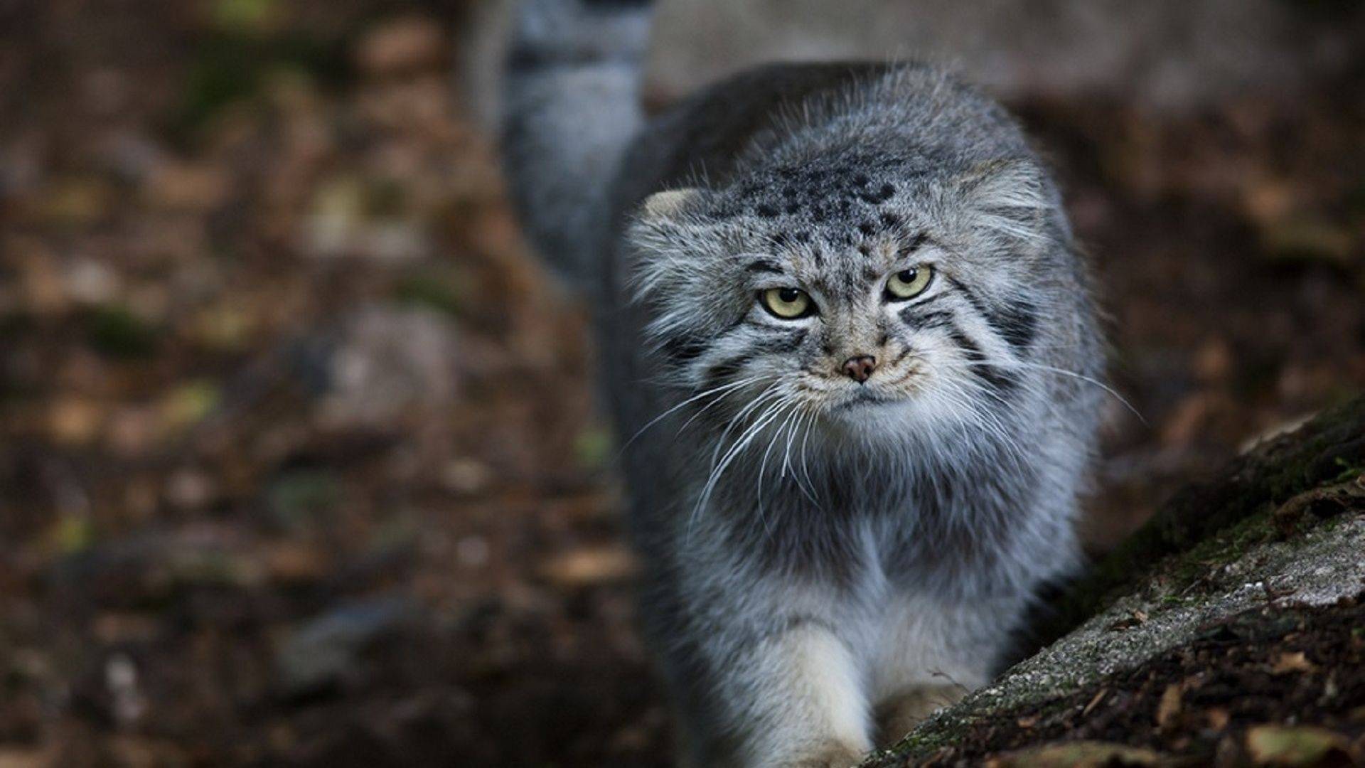 2000 Манулов: Колыбельная. Считаем Манулов. Расслабляющее видео перед сном