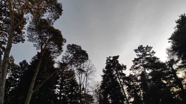 2020   Arboretum Kronickie