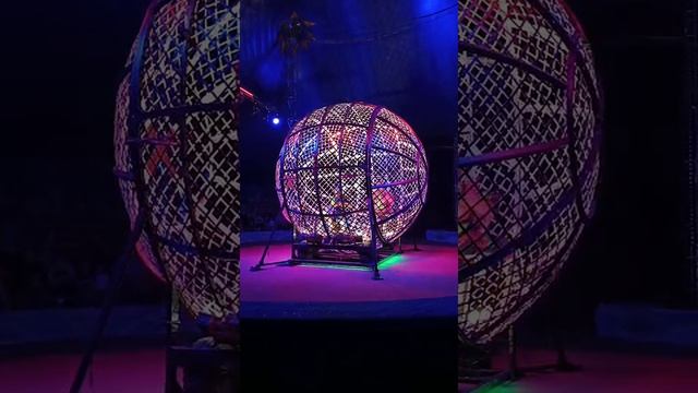 21-05-2025 видео из цирка 4