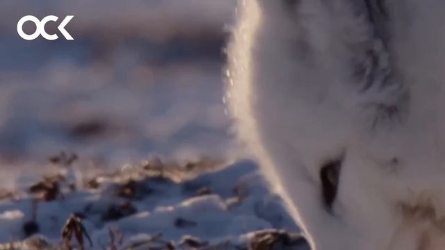 21 мая — День полярника