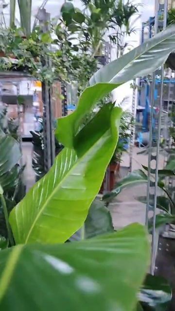 Стрелиция Николай - отбираем для вас лучшие растения!