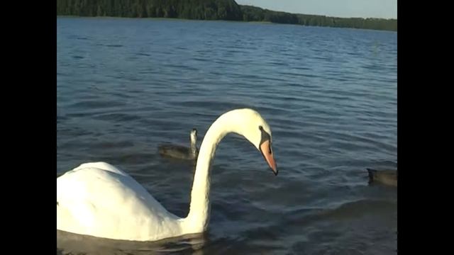 2017  Кармаран Хорошенькие лебедёнка