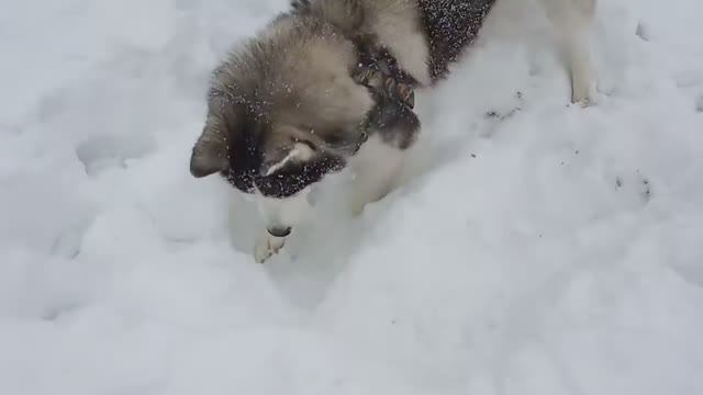 Поиск мышей зимой. Сибирский хаски. | 🍀 Строю САМ