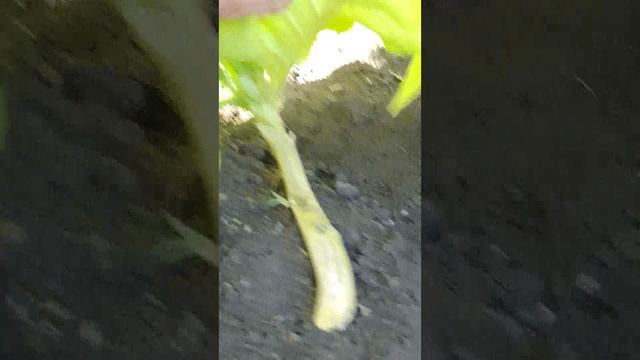 Саженцы табака Боливия( Блэк ) и Парнизонд 92