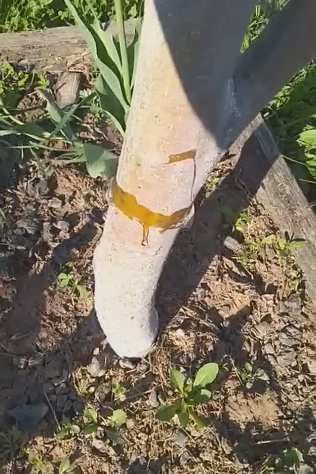 Ловчий пояс для борьбы от муравьев на яблонях.