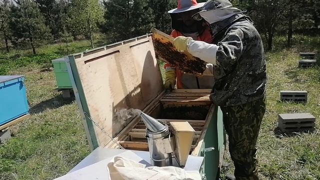 Как снимаю видео. Ёлка - пыльценос. Работы на пасеке клиента на неделе. Пересаживаем пчёл.
