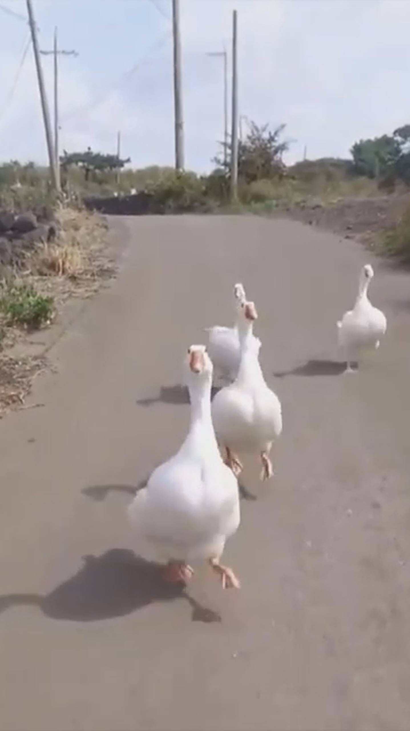 Почему в армии Китая служат гуси