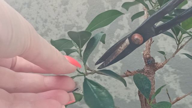 Фикус из двух стволов. Часть 11