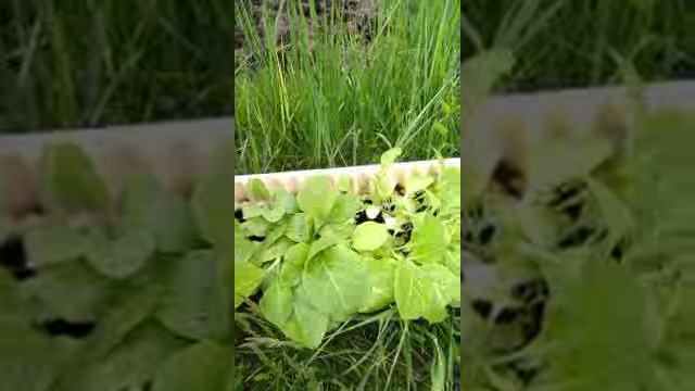 Садим табак Бамбук и Трапизонд 92