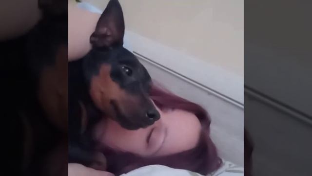 Обнимашки и валяния #цвергпинчер#собака #питомец #люблюживотных #животные #любовь #собакадруг