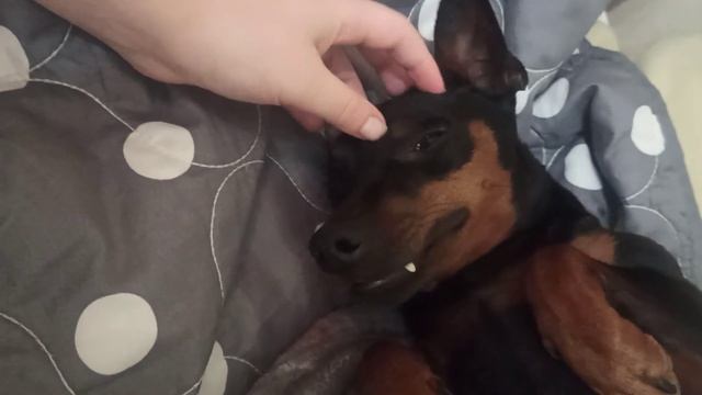 Люблю тебя безумно #питомец #люблюживотных #собака #цвергпинчер #животные #любовь