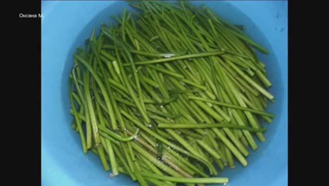 Собираю и готовлю папоротник