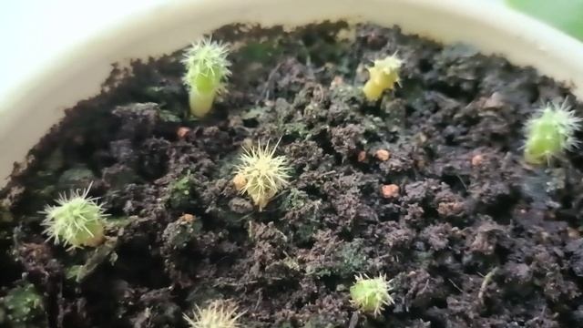 Как поживают мои кактусы, выращенные из семян