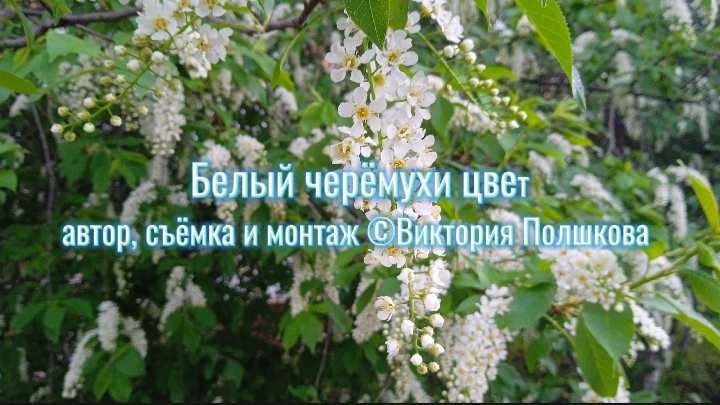 21 мая - день Черёмухи, моя красивая песня о весне и черёмухе © Виктория Полшкова