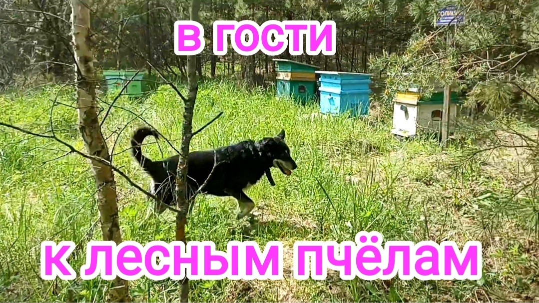 Что с пчёлами на лесной пасеке. Пчеловодство.