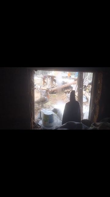 Глухарка пришла к нам в гости