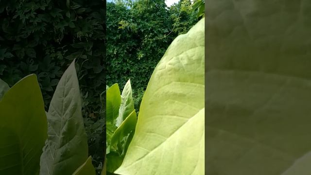 Первая ломка  табак Парнизонд 92