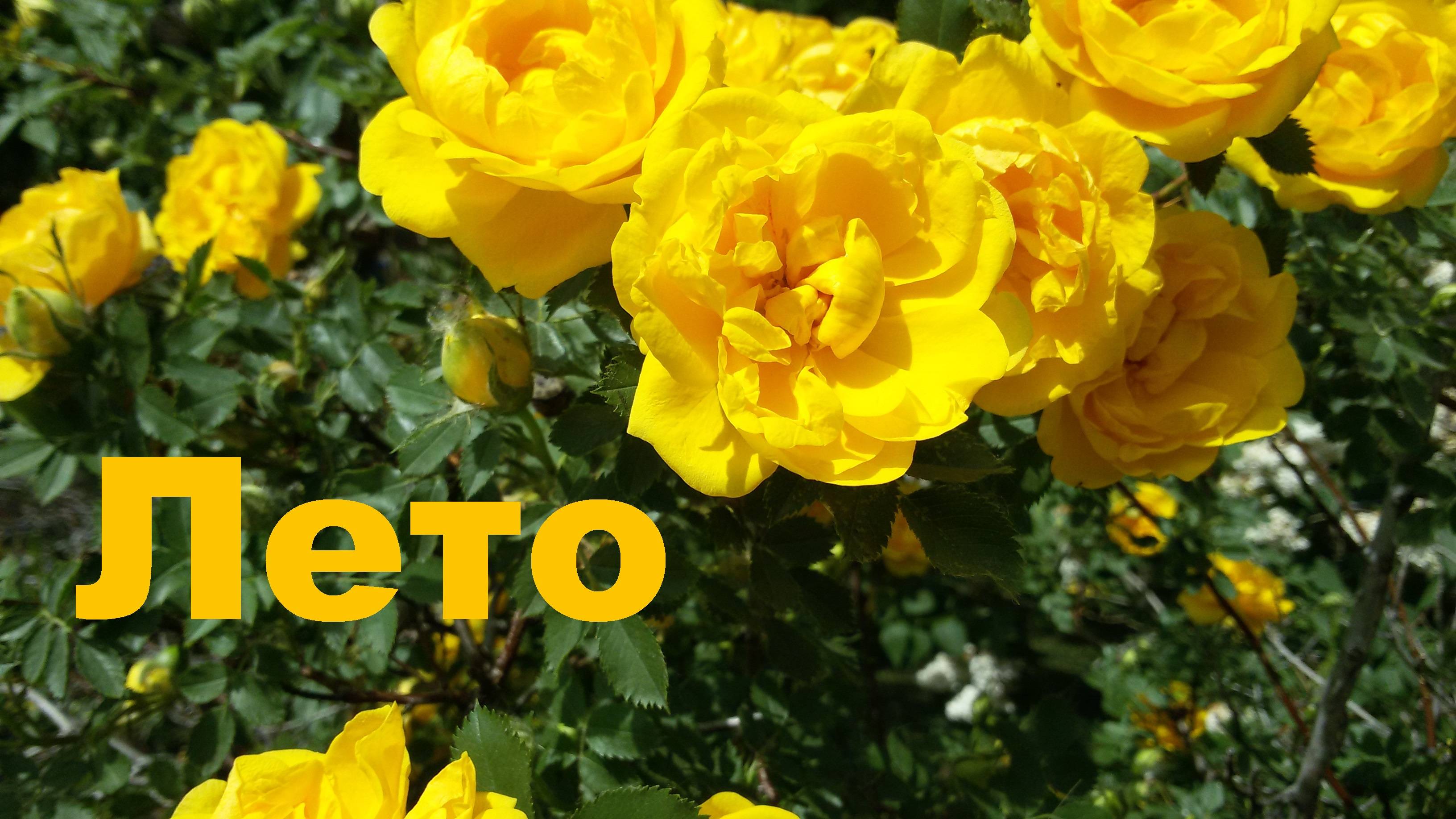 ЛЕТО. Александр Бахметьев. Авторское исполнение стихотворения под гитару