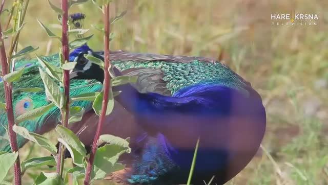 Вриндавана рамья стхана.