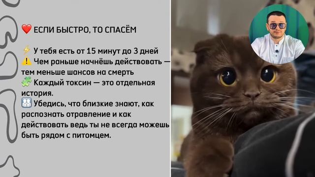 Отравление , укусы пчёл, змей и скрытые симптомы у питомцев.