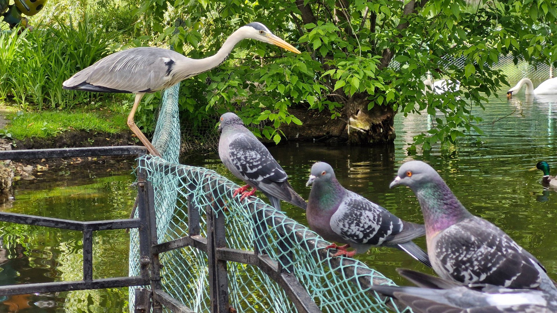 Пешком по Саратову (проспект Столыпина, Липки, Набережная, Городской парк, Покровская церковь )