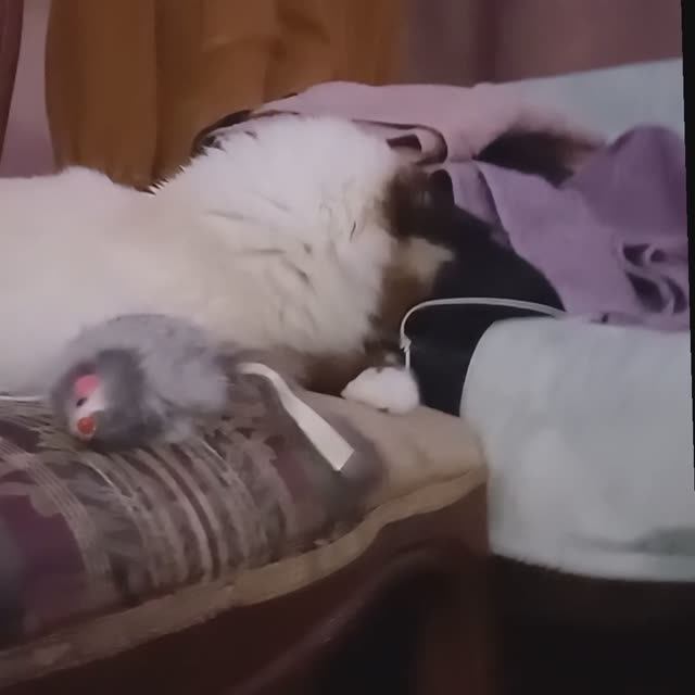 Анжелина играет с мышкой