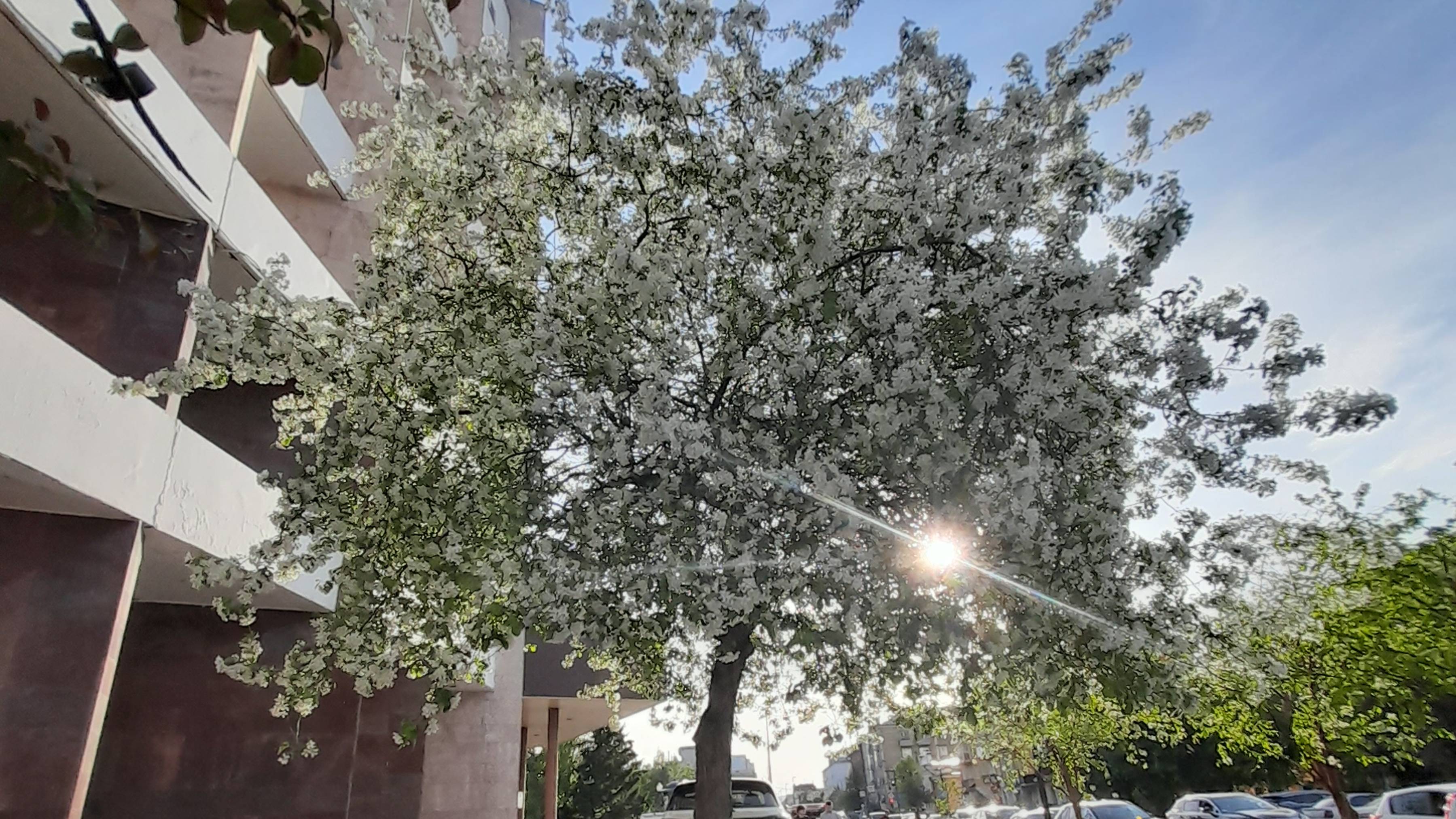 20250522 Яблони в цвету