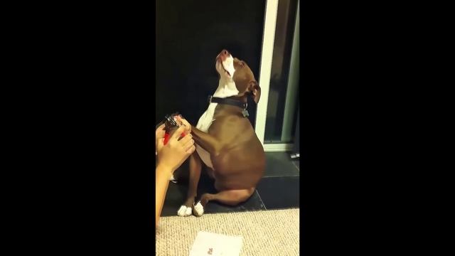 Смешные собаки #3