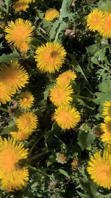 Одуванчики и пчела