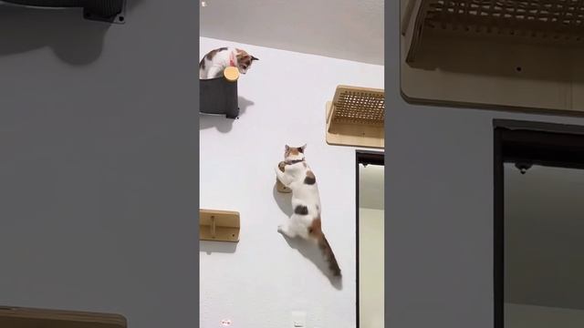 Смешные видео | коты | приколы 2025 #14