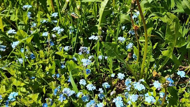 Цветущие незабудки . Как цветёт незабудка