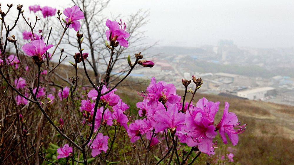 Сиреневый костёр по сопкам выткан