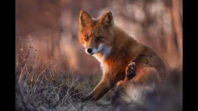 №20"Тютчев. В воспоминаниях, в стихах и прозе"