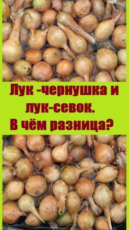 Посев лука-чернушки, из которого вырастет лук-севок