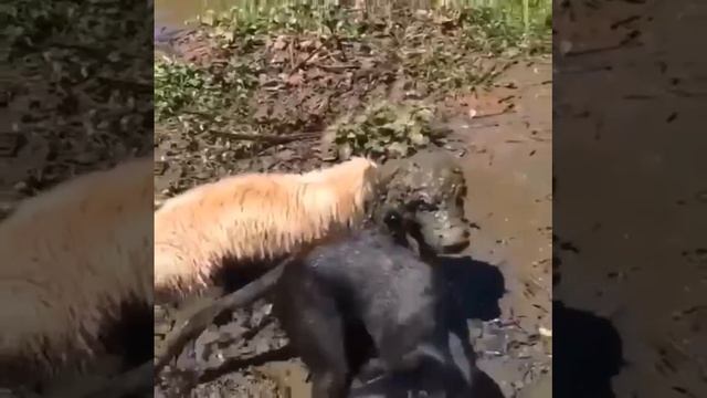 Погружение в грязь