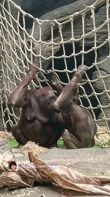 Орангутаны самец Джелай 6 лет с мамой Личаной 40лет.