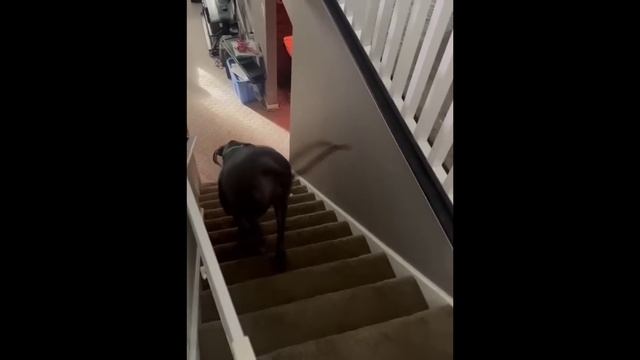 Смешные собаки #2