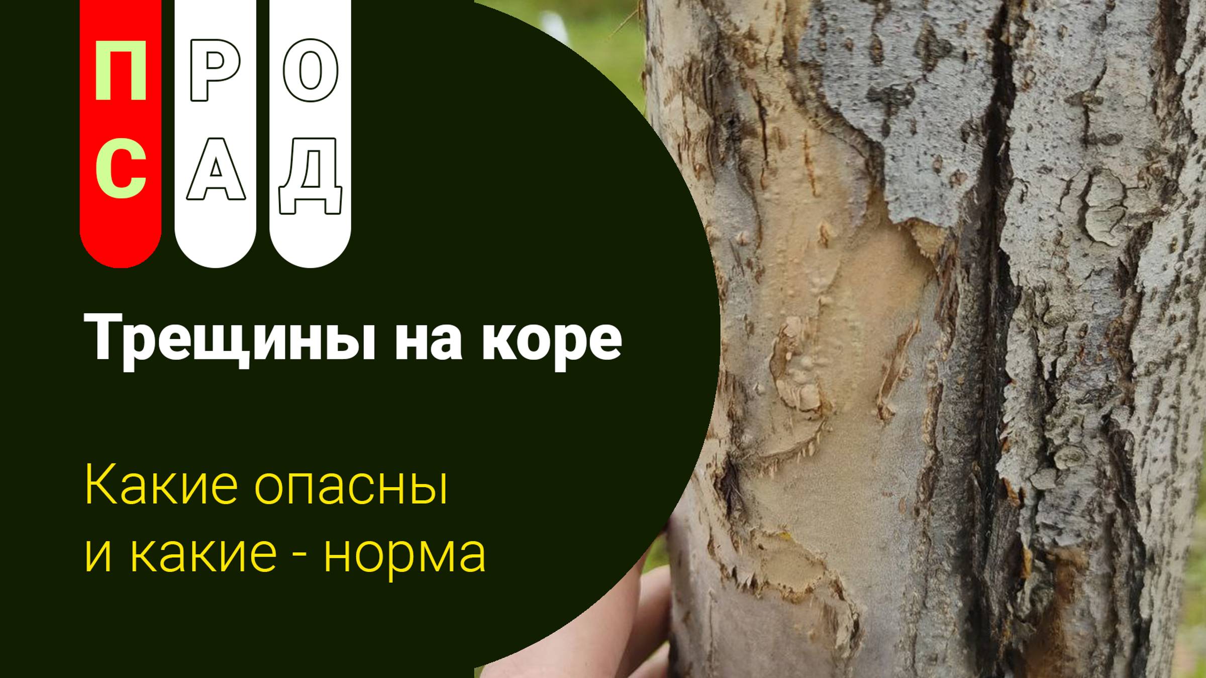 Трещины на коре какие опасны, а какие норма.