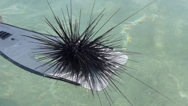 Подводный мир Красного моря. Морской ёж (Diadema setosum).